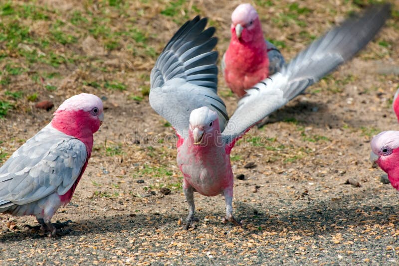 Galahs, Australian Parrots with Grey and Red Feathers in Australia ...
