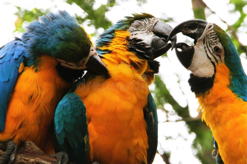 Parrots, Guayaquil, Ecuador Stock Photo - Image of guayaquil, ecuador ...