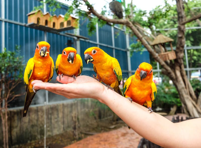 Parrots are on the hand stock image. Image of natural - 50698605