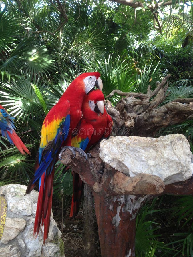 Parrots Hugging on Tree stock photo. Image of parrots - 95648694