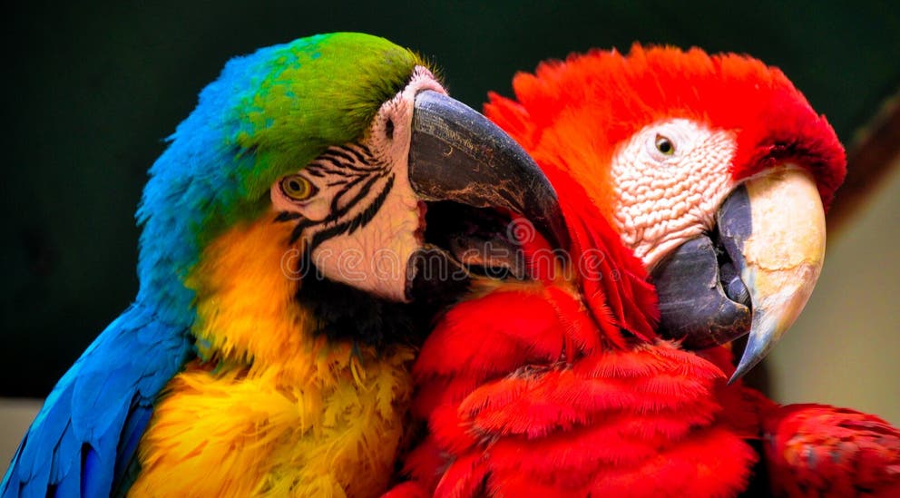 Parrots hugging stock photo. Image of guatemala, america - 86236444