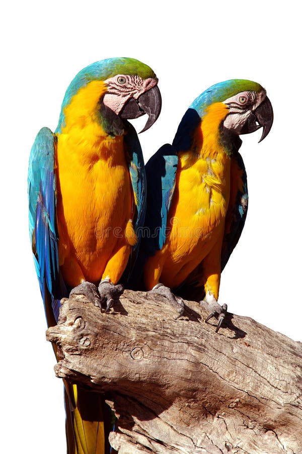 Two macaw love birds stock photo. Image of nature, beautiful - 4986274