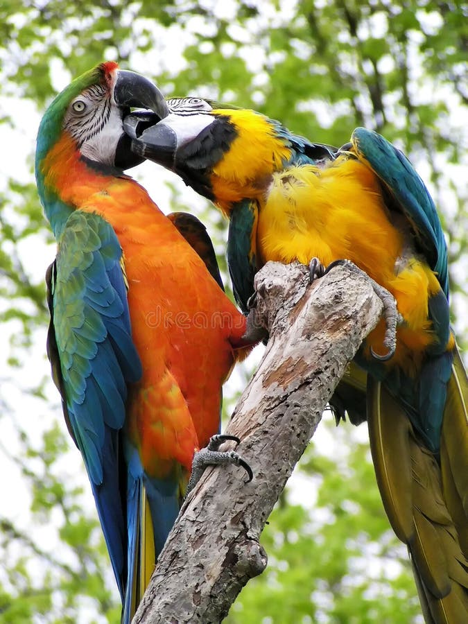 Couple of parrots stock image. Image of love, colorful - 12914205