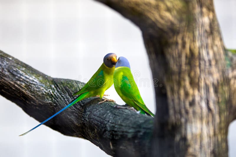 2 parrots kiss each other stock image. Image of parrot - 116885973