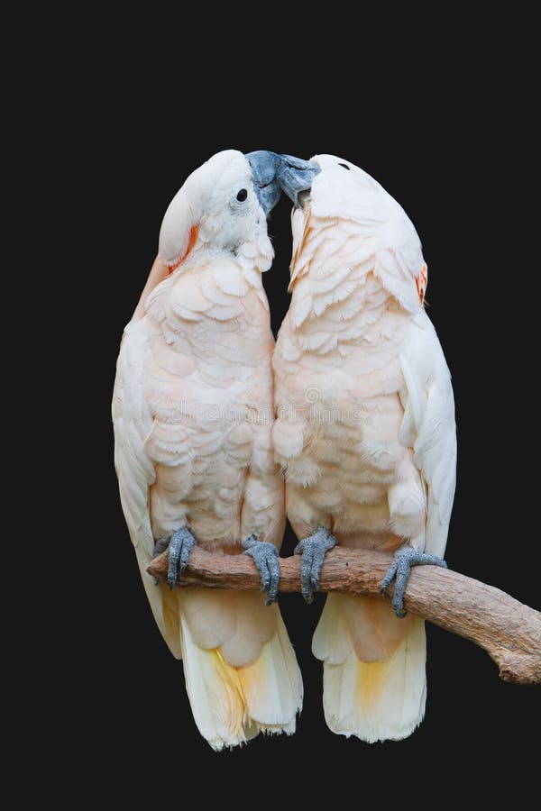 5+ Kissing parrots Free Stock Photos - StockFreeImages