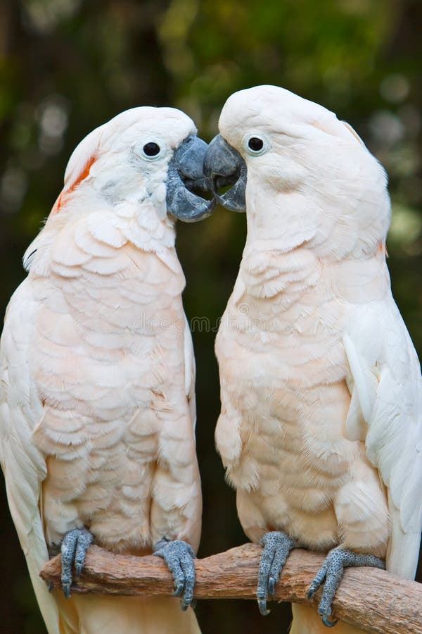5+ Kissing parrots Free Stock Photos - StockFreeImages