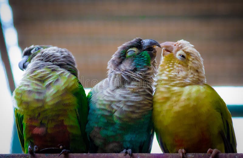 Parrots Kissing Cutely and Showing Their Love Stock Photo - Image of ...