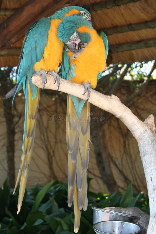 Parrots in Love stock photo. Image of care, bird, perch - 14816354
