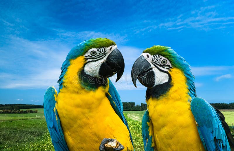 Parrots in love stock image. Image of tame, vertebrate - 4114753