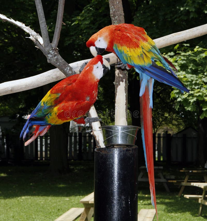 Parrots in love stock image. Image of wildlife, beauty - 9951259