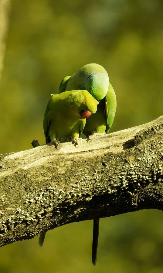Parrots in love stock image. Image of yellow, macaw - 186865961
