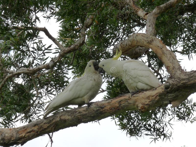 Parrots lover stock photo. Image of kissing, tree, lover - 53498660