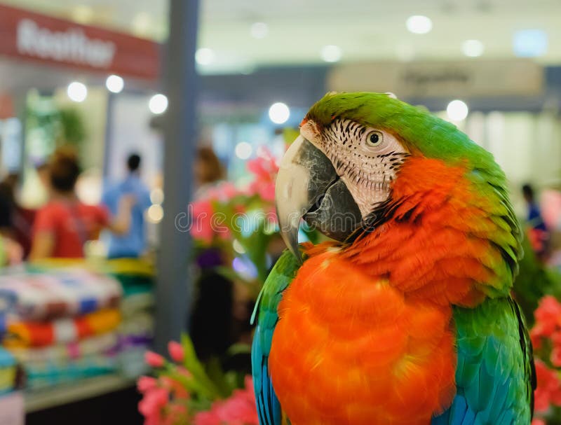 Parrots Macaws Blue, Yellow, Cute and Bright. Stock Photo - Image of ...