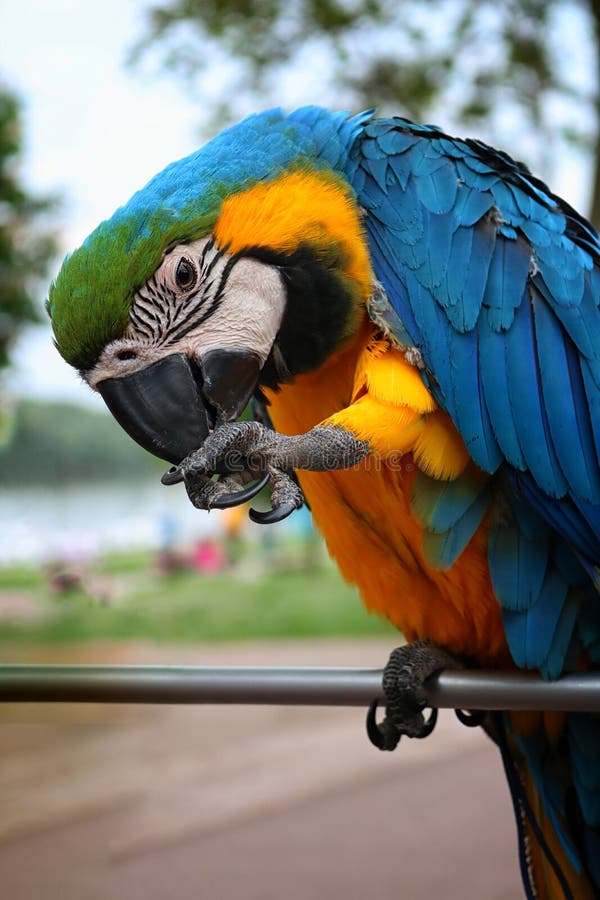 Flying Blue Smiling Parrot Stock Photos - Free & Royalty-Free Stock ...