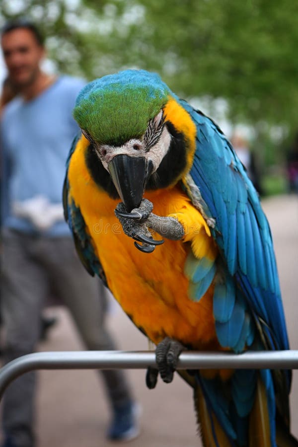 Flying Blue Smiling Parrot Stock Photos - Free & Royalty-Free Stock ...