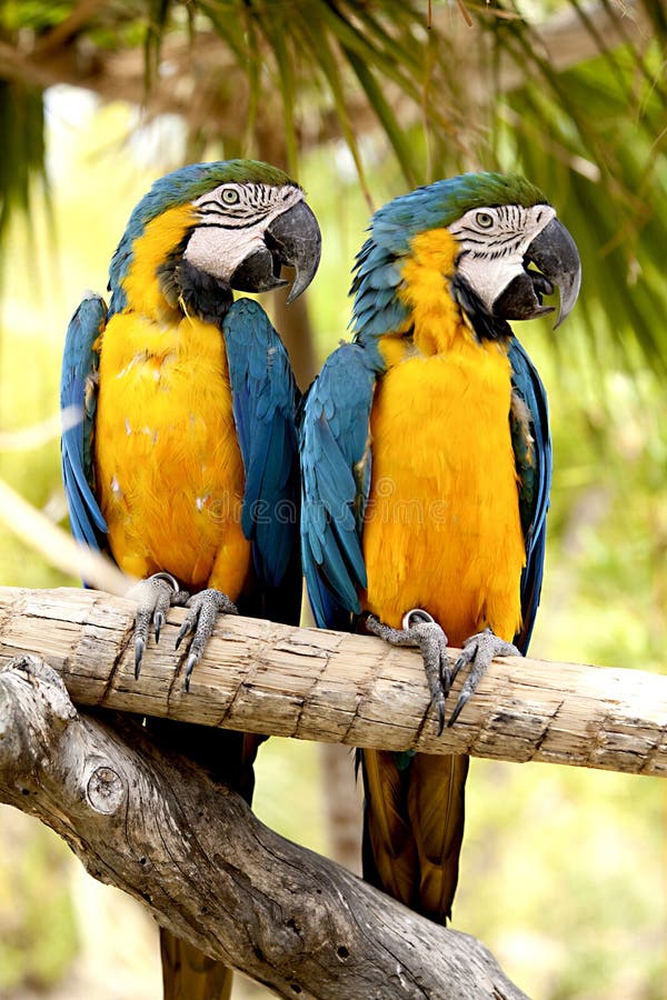 Parots stock photo. Image of animals, climate, rain, beauty - 6030406