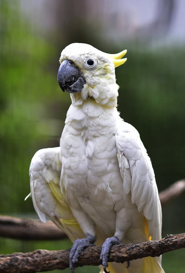 Parrots stock image. Image of parrots, food, survival - 42158695