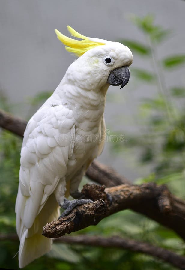 Parrots stock image. Image of animals, looking, branches - 42158791