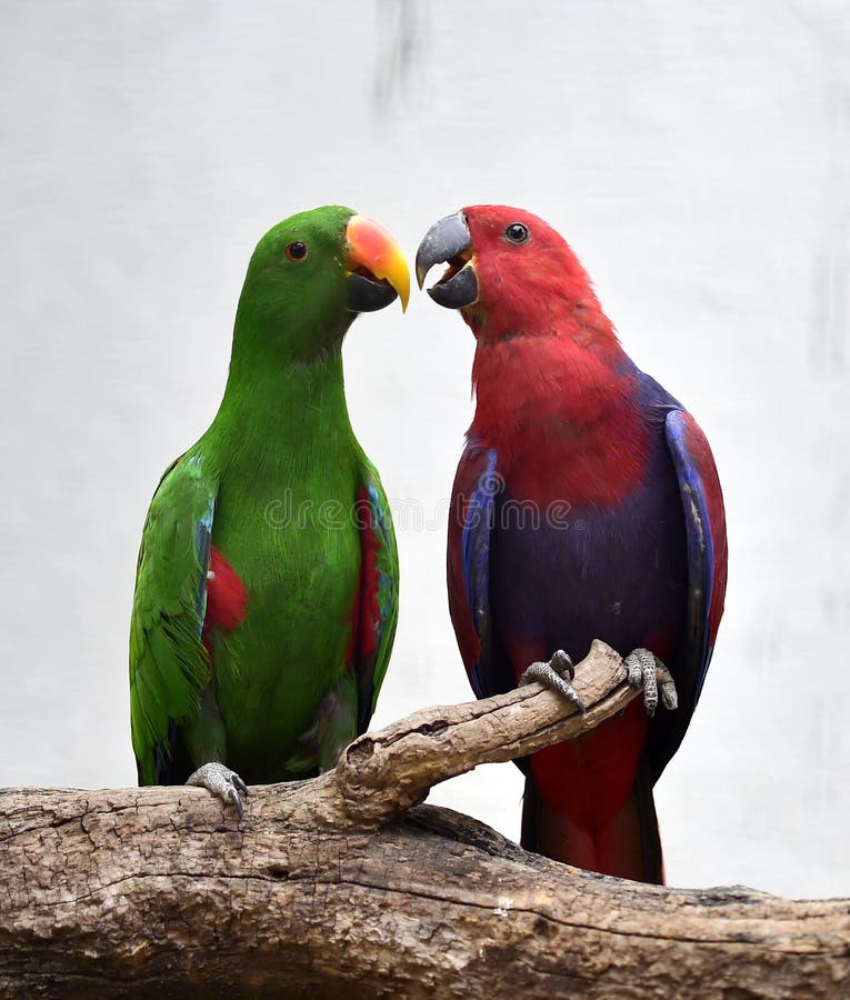 Parrots stock photo. Image of environment, parrots, wild - 42159918