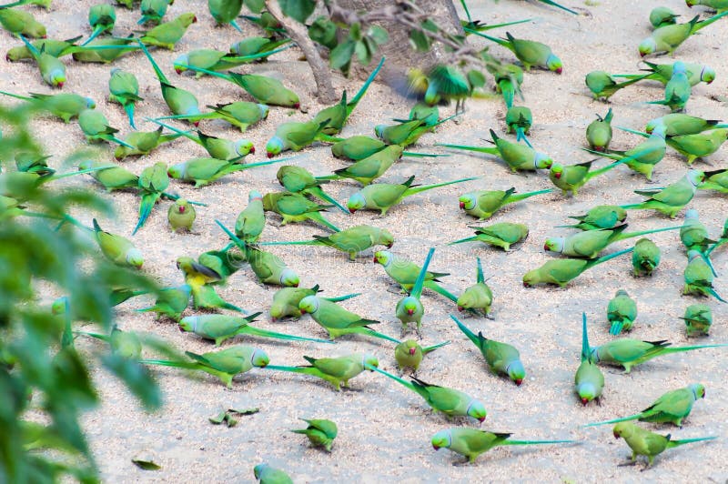 Parrots stock image. Image of ground, feeding, parakeet - 51199563