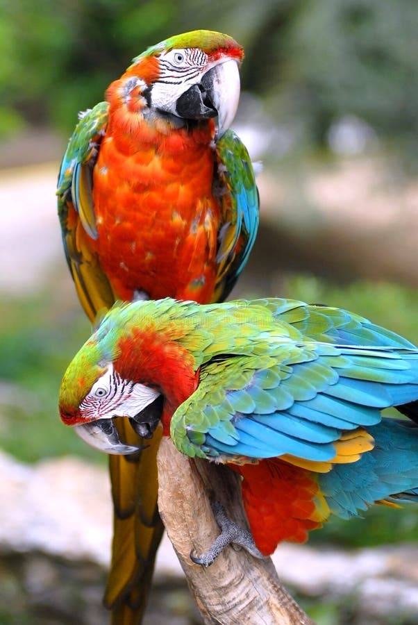 Parrots on perch stock photo. Image of america, profile - 3120362
