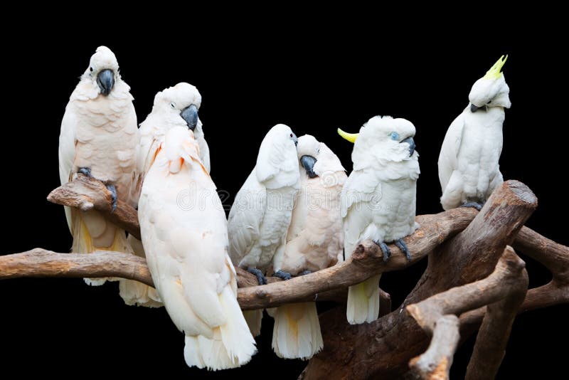 Couple of parrots stock image. Image of perch, couple - 1702547