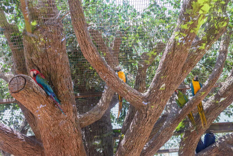 Parrots stock photo. Image of parrot, wildlife, spain - 62967926