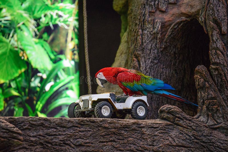 Parrots stock photo. Image of nature, colourful, macaw - 62968258