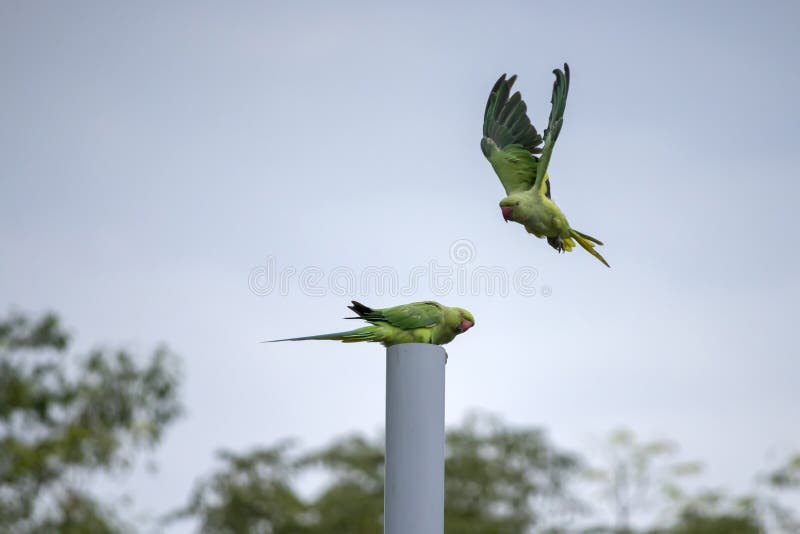 Indian Parrot Came To Eat at My Home Stock Image - Image of beautiful ...