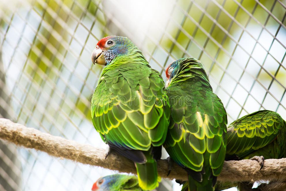 Parrots stock photo. Image of amazon, beautiful, pretty - 59932334