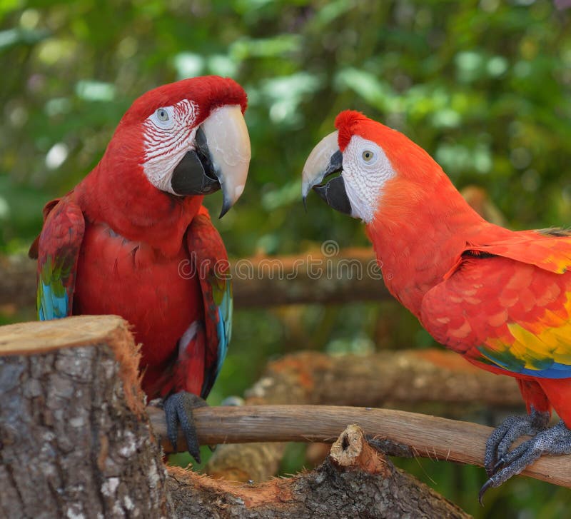 Parrots stock image. Image of psittacines, beautiful - 55877003