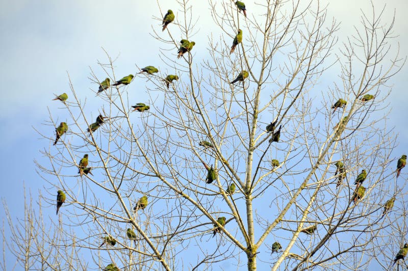 Parrots Sitting Together on Bold Tree Branches Stock Image - Image of ...