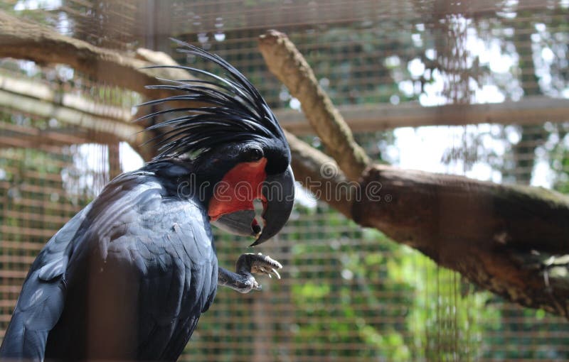 Parrots is a smart bird stock image. Image of parrot - 271222147