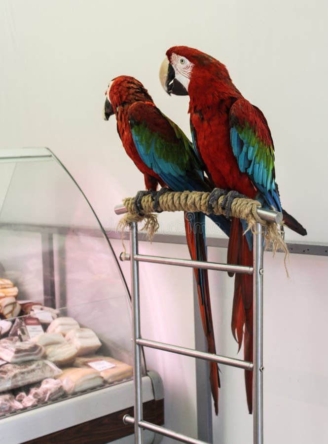 Parrots in the store. stock photo. Image of parakeet - 77598578