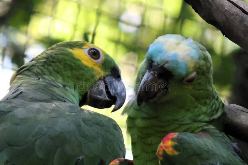 Parrots Talking on Display. Stock Photo - Image of tropical, colorful ...