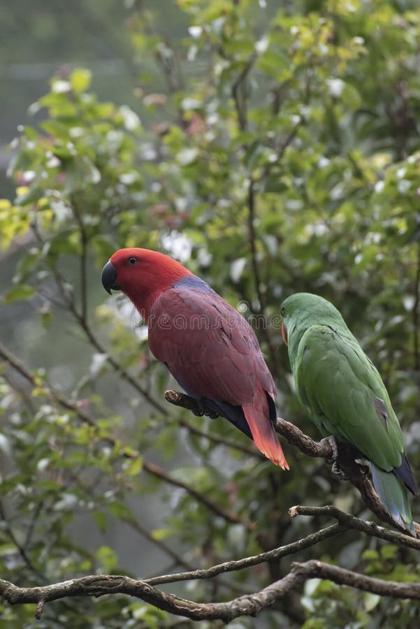 Parrots with Their Vivid and Beautiful Feather on a Tree Branch Stock ...