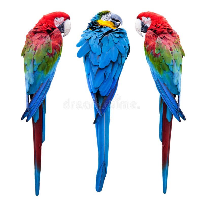 Parrots Stock Photos - Download 14,224 Royalty Free Photos