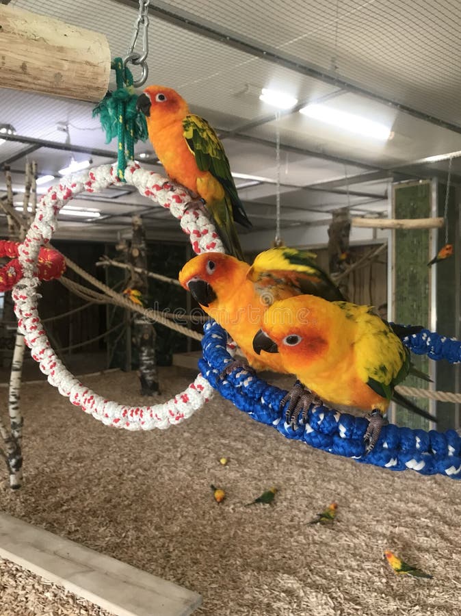 3 parrots stock photo. Image of animals, three, sitting - 121253944