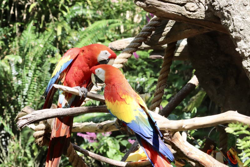 Parrots together stock photo. Image of parrot, branch - 116624008