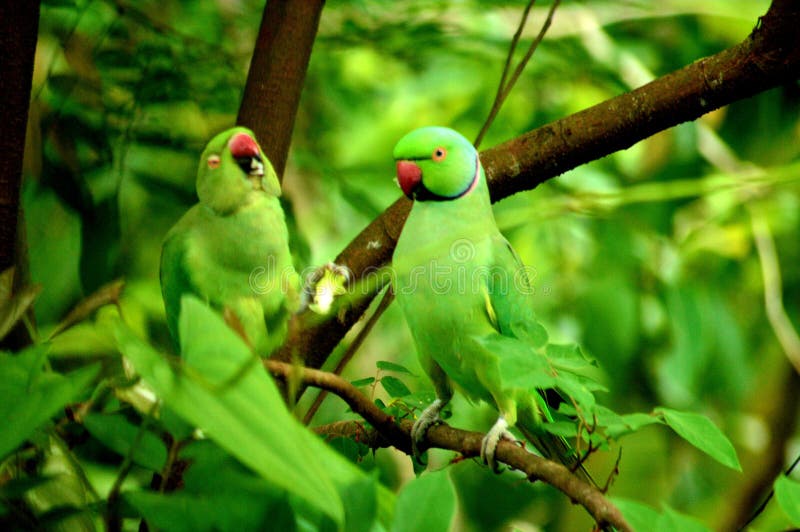 Parrots on tree stock image. Image of bird, food, eating - 180917947