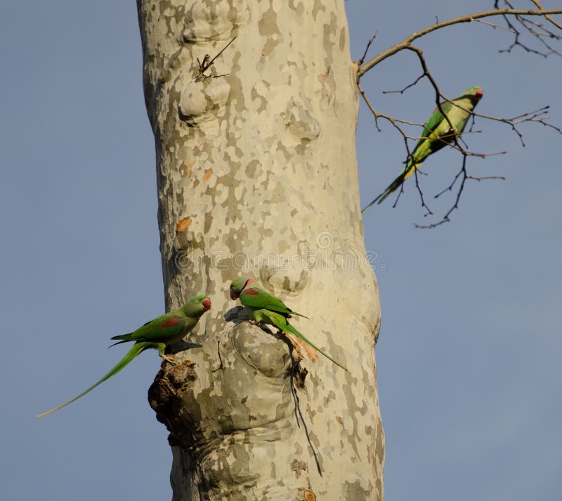 Parrots on a tree stock image. Image of colour, calm - 29532169