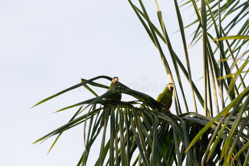 Parrots on a Tree Leaf on a Sunny Day Stock Photo - Image of beak ...