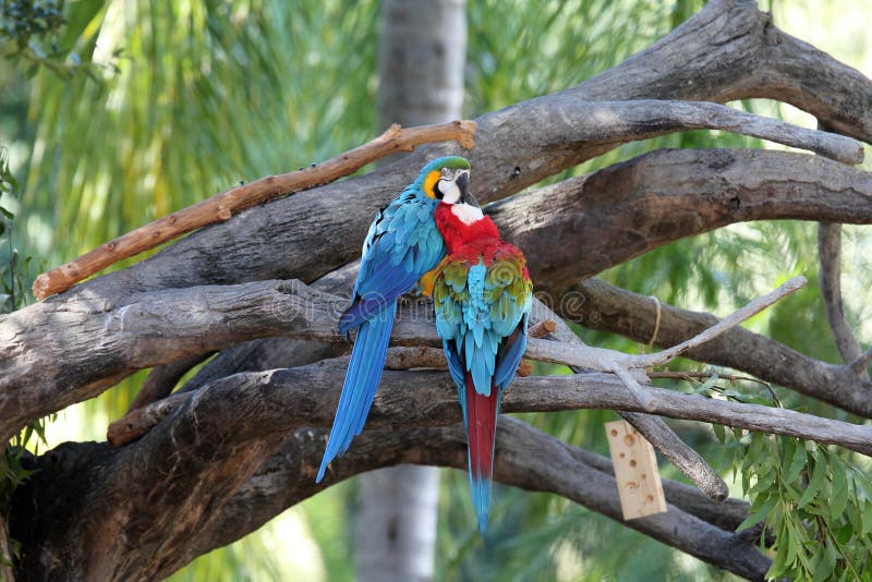 Parrots on the tree stock image. Image of rainforest - 48067953