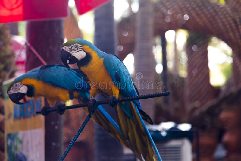 Parrots on a tree stock image. Image of outdoor, lovely - 108629105
