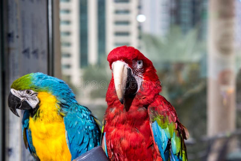 Parrots stock image. Image of parrots, blue, brazillian - 78844861
