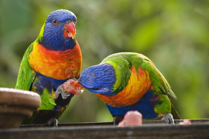 Parrots stock photo. Image of fauna, bird, beautiful - 50218376