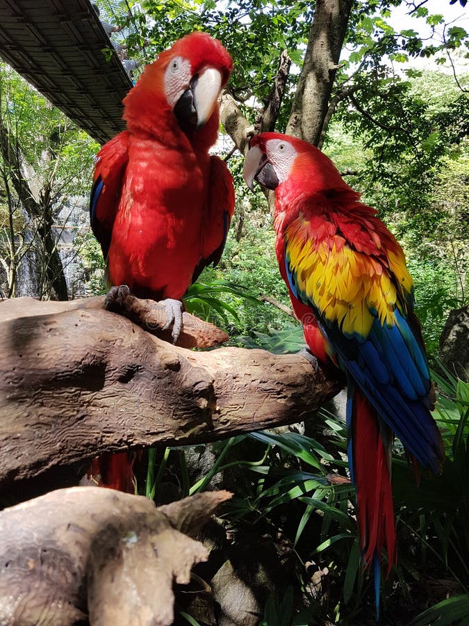 Parrots in xcaret stock image. Image of macaws, nature - 103313103