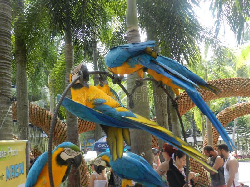 Parrots editorial stock image. Image of parrots, bird - 42691839