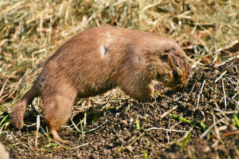 Parry dog stock photo. Image of digging, parry, soil - 101071436