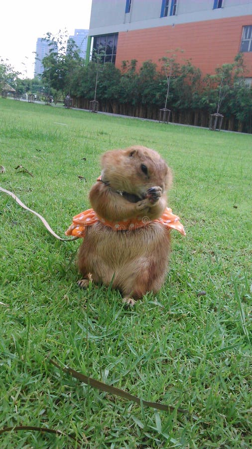 Parrydog stock image. Image of mammal, grass, friend - 44992619